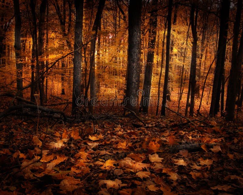 Warm Colors Woods and Fall Leaves in Autumn Forest Stock Image - Image ...