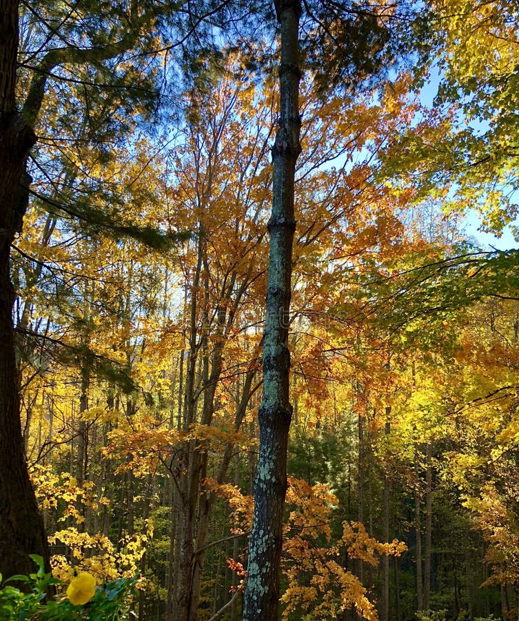 Autumn Gold stock foto. Image of asheville, november - 130682504
