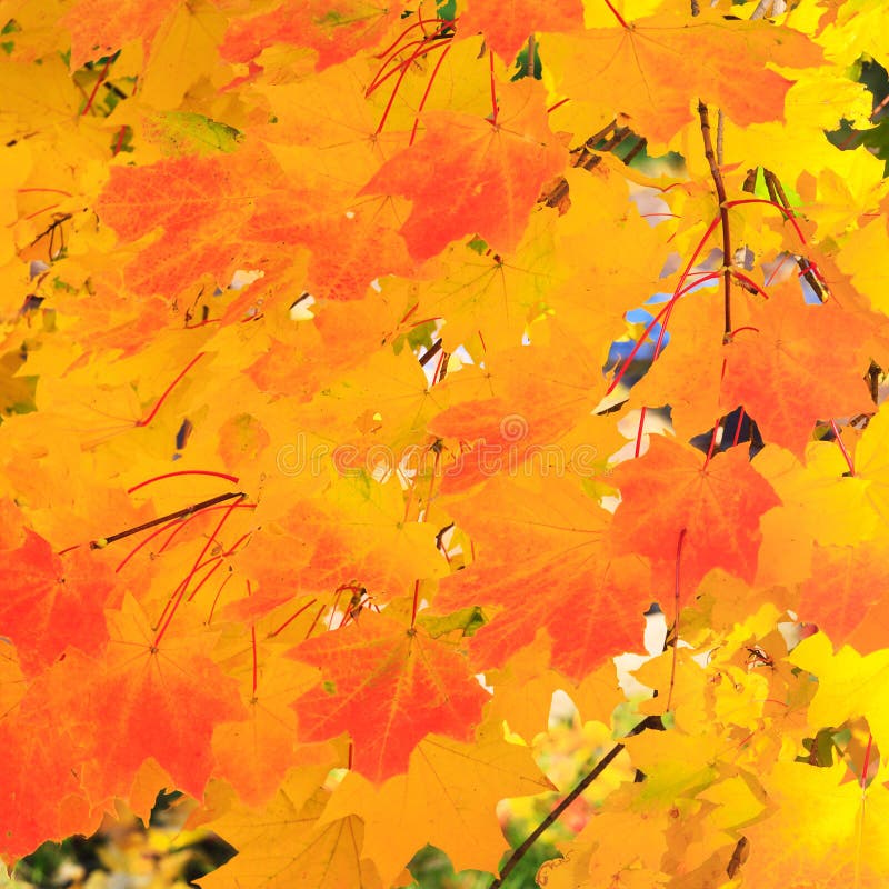 Autumn gold stock photo. Image of season, idyll, maple - 20516292