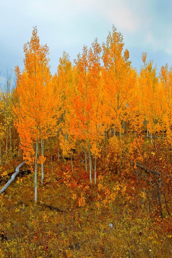 Autumn Gold stock photo. Image of glacier, destination - 5267408