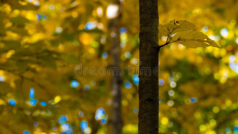 Autumn Gold Picture. Image: 92699428