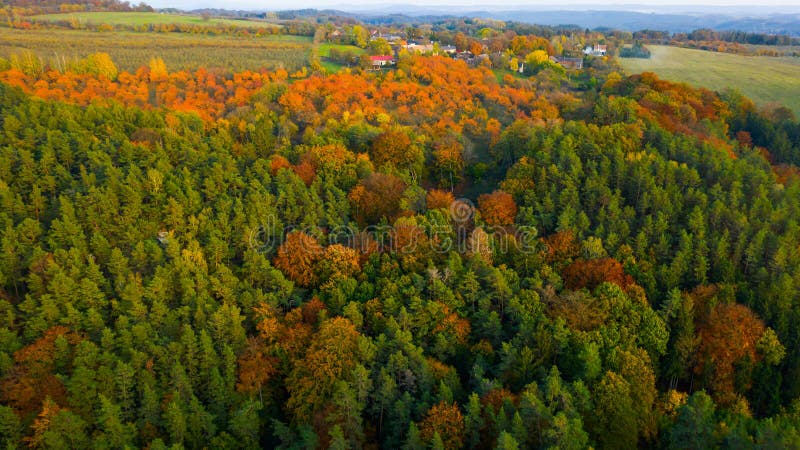 Autumn Gold Color Forest Aerial View at Sunset Stock Photo - Image of ...