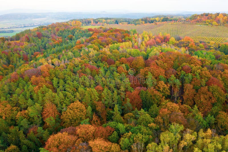 Autumn Gold Color Forest Aerial View at Sunset. Stock Image - Image of ...