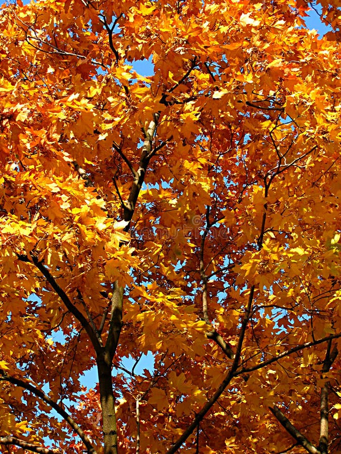 Autumn gold maple stock image. Image of autumn, foliage - 10626353