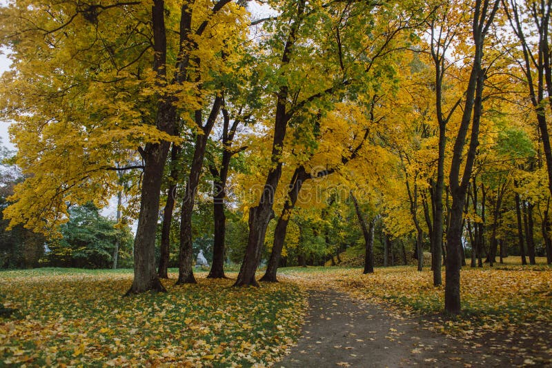 Autumn Gold Trees in a Park Stock Photo - Image of fade, golden: 160773898