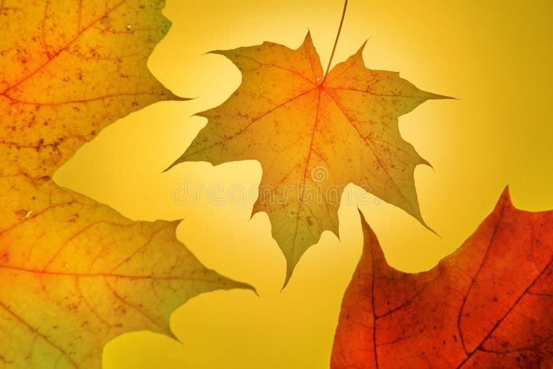 Autumn Gold Yellow Background Setting Sun Maple Leaf Stock Photo ...
