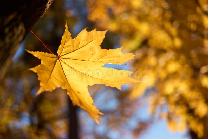 Autumn Gold Yellow Maple Leaf. Stock Image - Image of forest, fall ...
