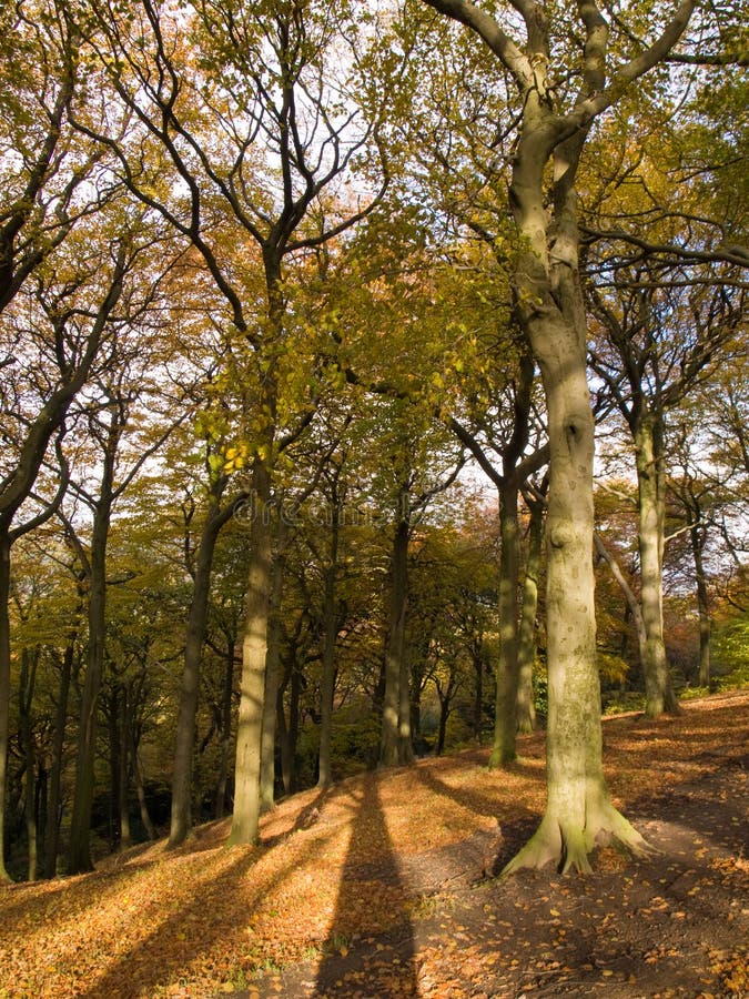 Autumn Golden Brown Trees stock image. Image of forest - 7227163