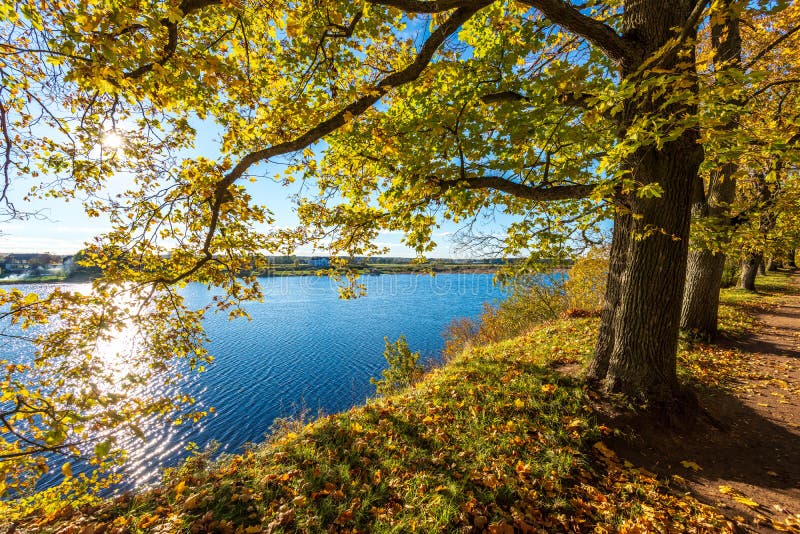 Autumn Golden Colored Park with Trees and Sun Rays Stock Photo - Image ...