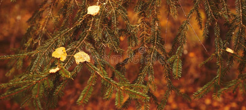 Autumn Golden Falling Leaves on a Green Spruce Tree Stock Image - Image ...