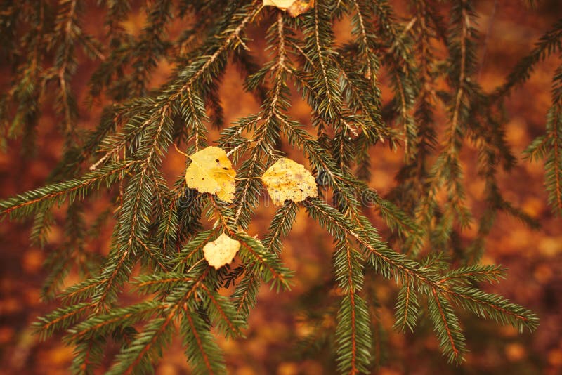 Autumn Golden Falling Leaves on a Green Spruce Tree Stock Photo - Image ...