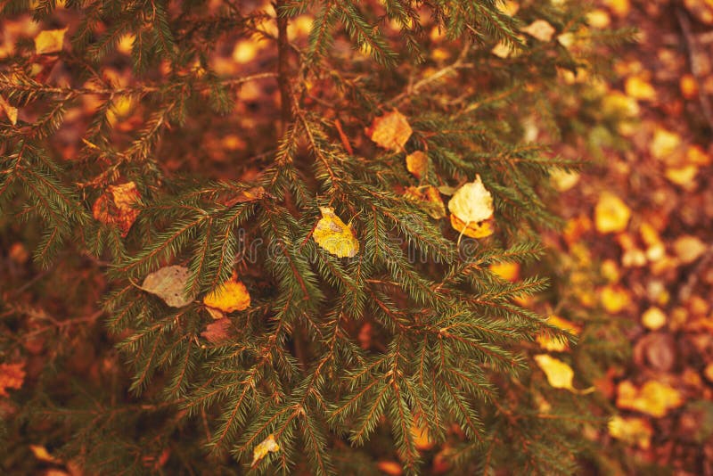 Autumn Golden Falling Leaves on a Green Spruce Tree Stock Photo - Image ...