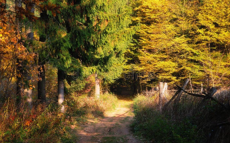 Autumn golden forest path stock photo. Image of golden - 44699574