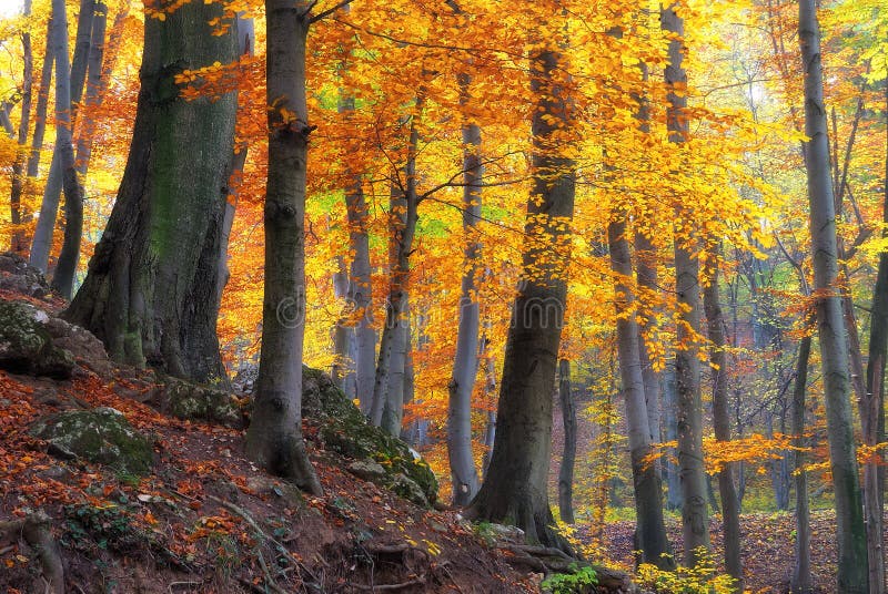 Autumn golden forest trees stock photo. Image of hungarian - 44699494