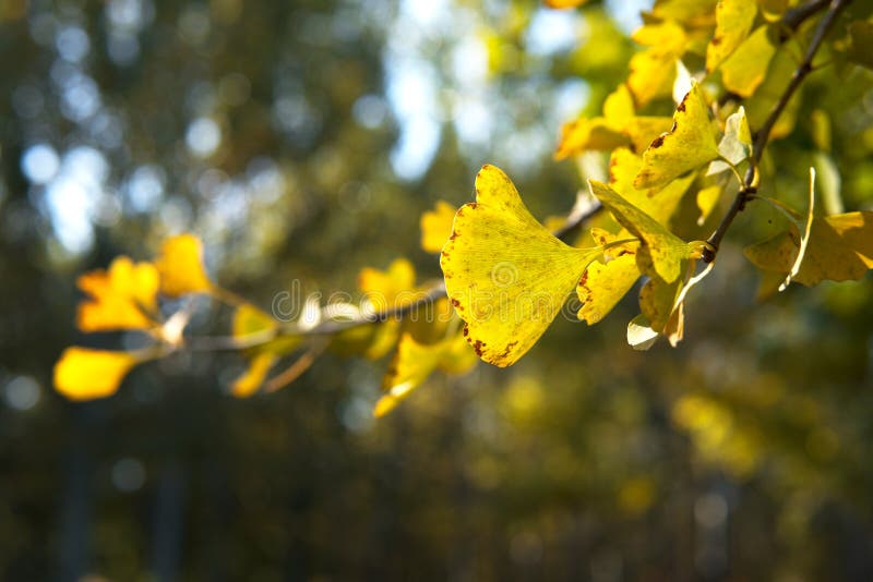 Autumn Golden Ginkgo Leaves on Branches Stock Image - Image of ...