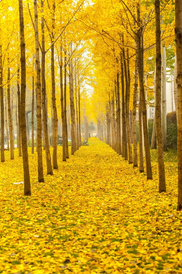 Autumn golden ginkgo trees stock image. Image of trail - 37877961