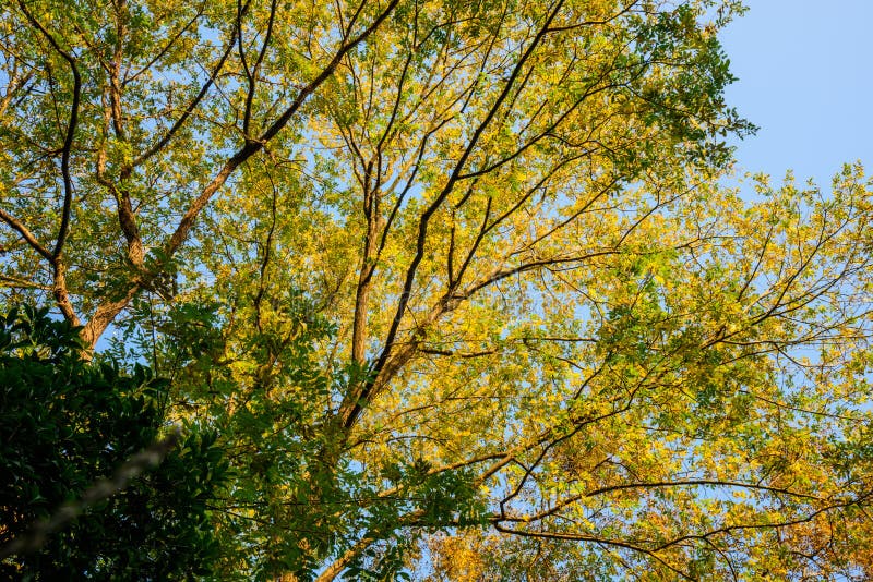 Autumn golden leaves stock photo. Image of fall, leaf - 131503326