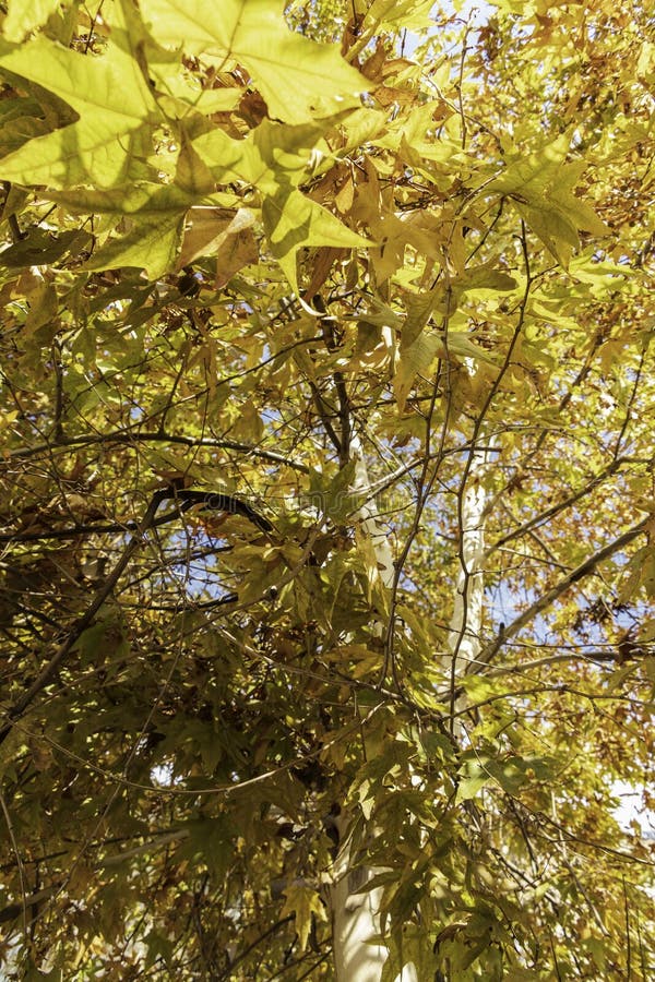 Autumn Golden Leaves of the Sycamore Tree. Fall Stock Photo - Image of ...