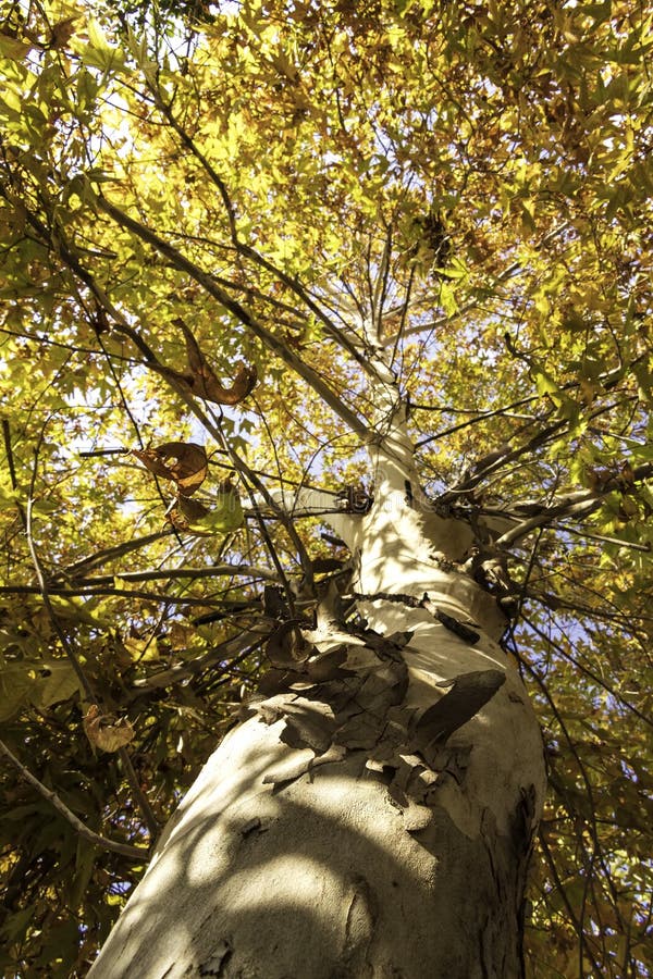 Autumn Golden Leaves of the Sycamore Tree. Fall Stock Image - Image of ...