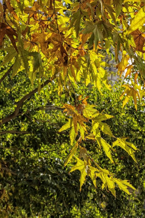 Autumn Golden Leaves of the Sycamore Tree. Fall Stock Image - Image of ...