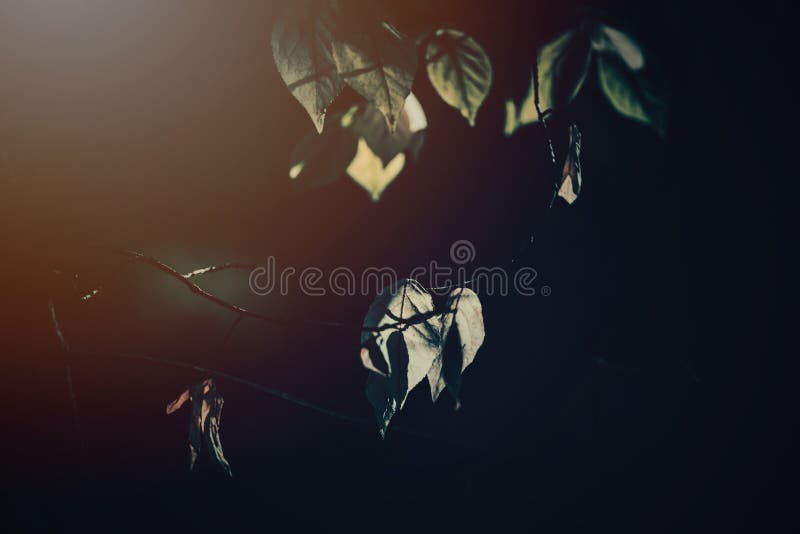 Autumn Golden Leaves on the Tree Lit by Warm Soft Afternoon Light Stock ...