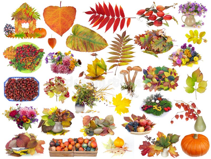 Autumn Golden an Red Objects - Plants and Berries Set Isolated Stock ...