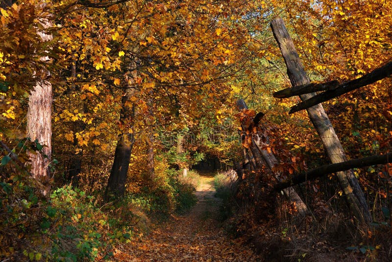 Autumn Golden Rusty Forest Path Stock Photo - Image of leaf, color ...