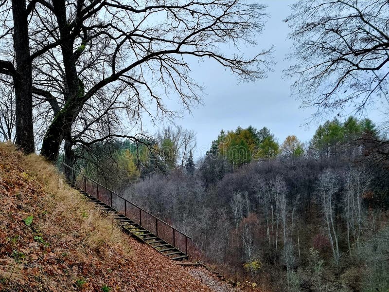 Autumn Golden Stairs of Tree Leaves Stock Photo - Image of morning ...