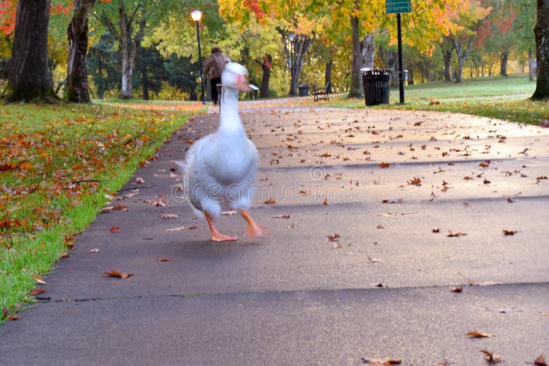 Autumn Goose Crossing in Park 03 Stock Image - Image of outdoor, animal ...