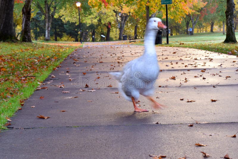 Autumn Goose Crossing in Park 04 Stock Image - Image of transition ...