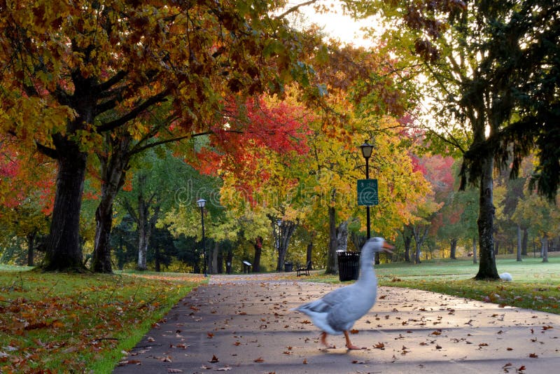 Autumn Goose Crossing in Park 05 Stock Photo - Image of outdoor ...