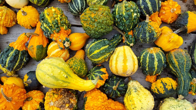 Autumn gourd collection stock photo. Image of collection - 94778864