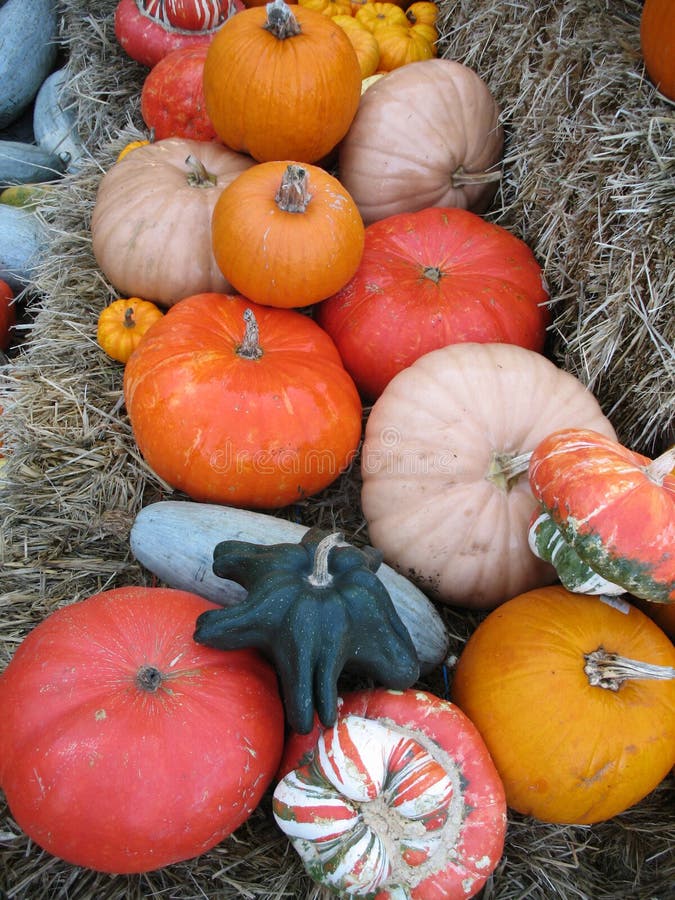 Autumn Gourds And Pumpkins Stock Image Image Of Fall 74209207