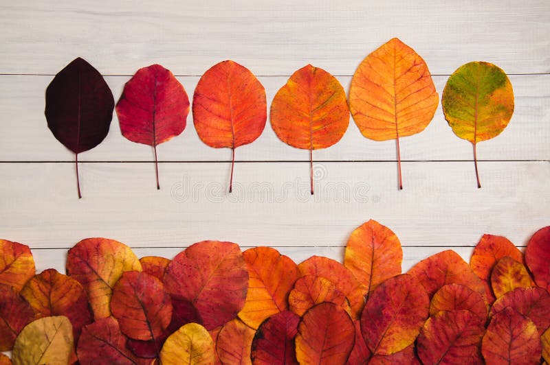 Autumn Gradient from Falln Leaves Stock Image - Image of september ...