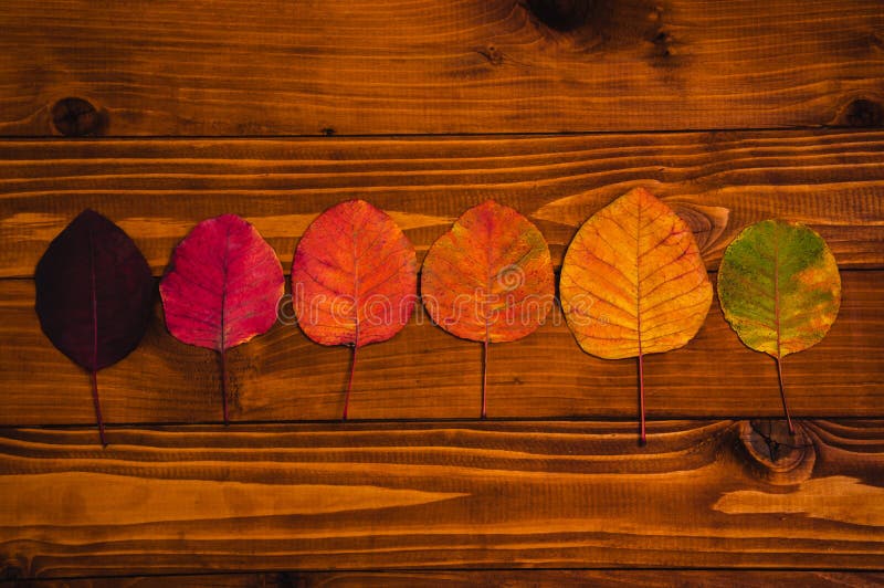 Autumn Gradient from Falln Leaves Stock Photo - Image of scarlet ...