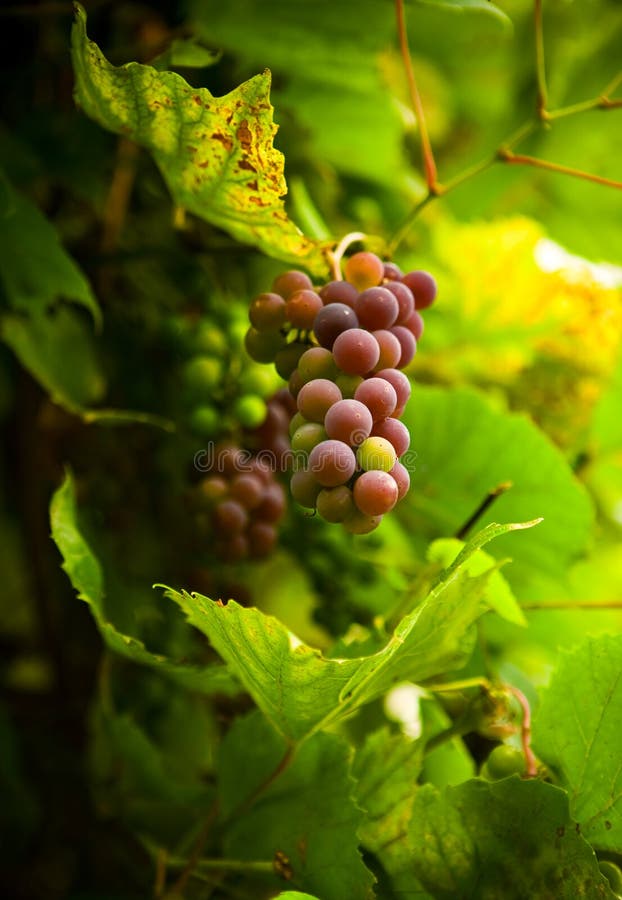 Autumn grape stock photo. Image of fruit, purple, bunch - 17359296