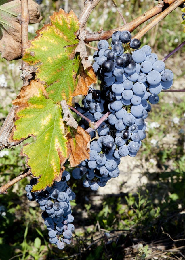 Autumn grape on a branch stock photo. Image of background - 78836942