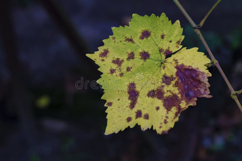 Autumn Grape Leaf. Front View is on Black Background Stock Photo ...