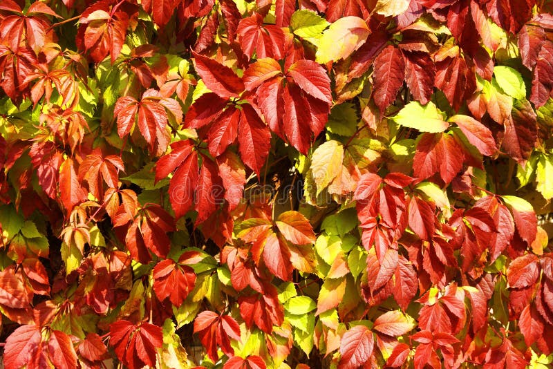 Red autumn grape leaves stock photo. Image of pattern - 124336684