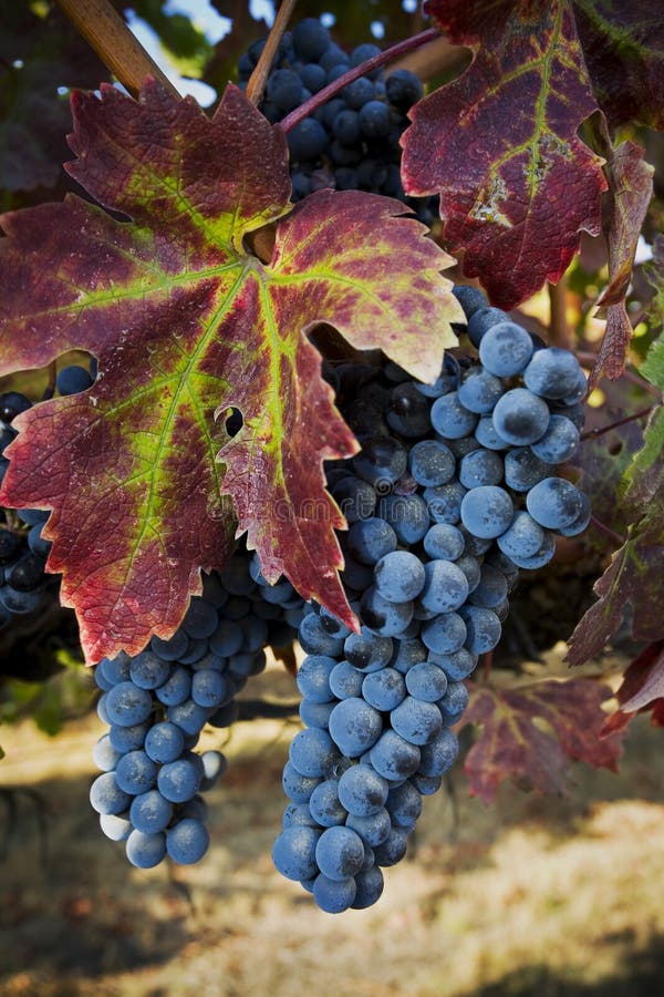 Autumn Grapes stock photo. Image of farmland, cabernet - 1374166