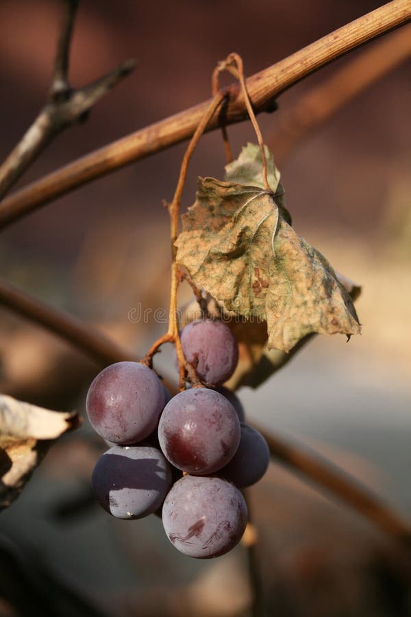 Autumn Grapes stock image. Image of juice, plant, autumn - 1374171