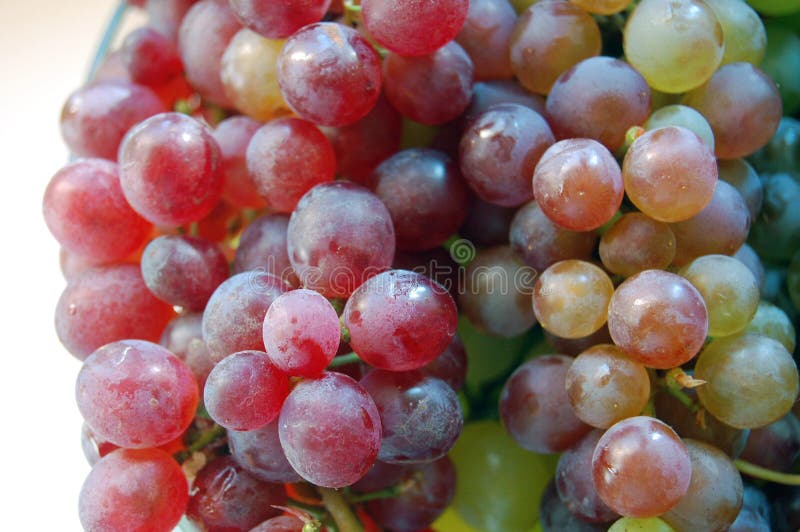 Autumn Grapes background stock photo. Image of bunch - 101315162
