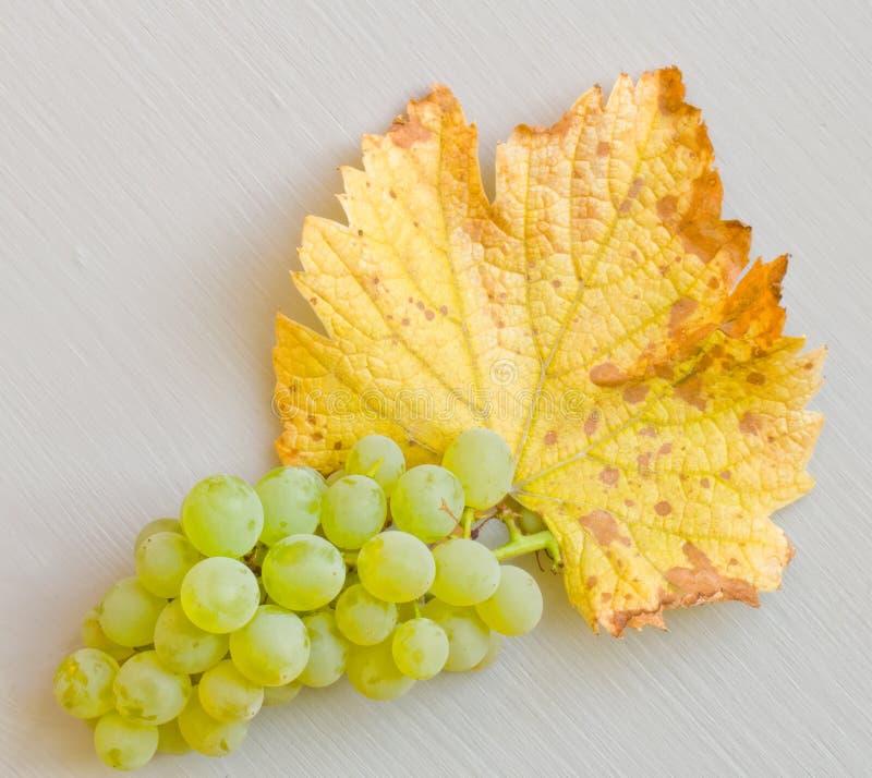 Autumn grapes stock image. Image of autumn, grapes, foliage - 35944943