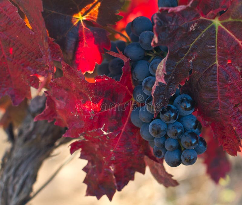 Autumn Grapes stock image. Image of juice, plant, autumn - 1374171