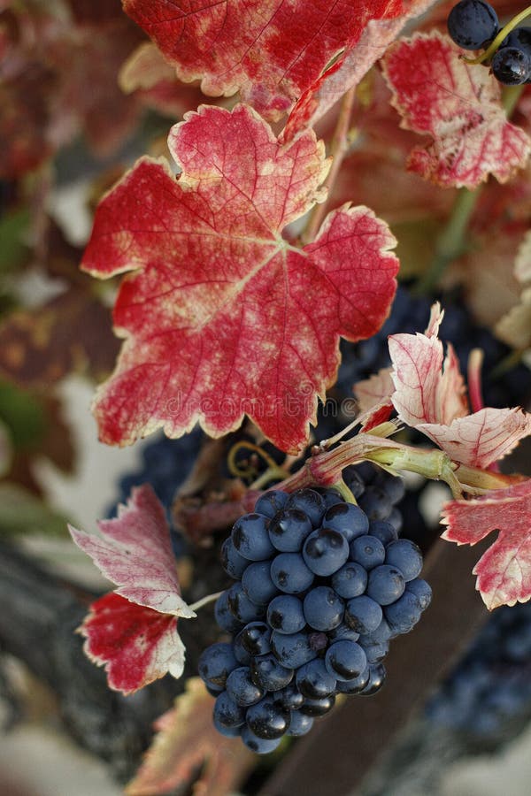 Autumn Grapes stock image. Image of juice, plant, autumn - 1374171