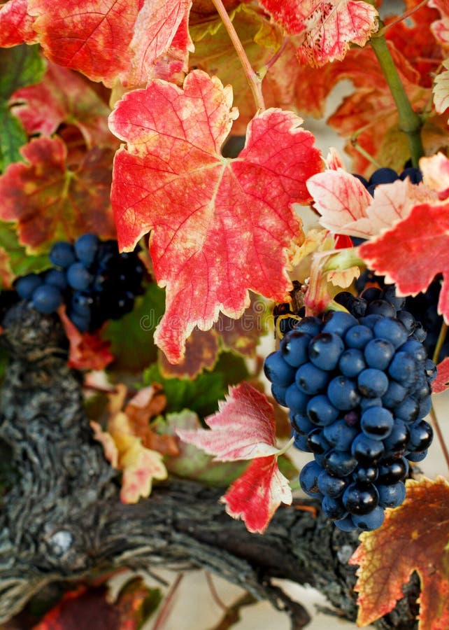 Autumn Grapes stock image. Image of juice, plant, autumn - 1374171
