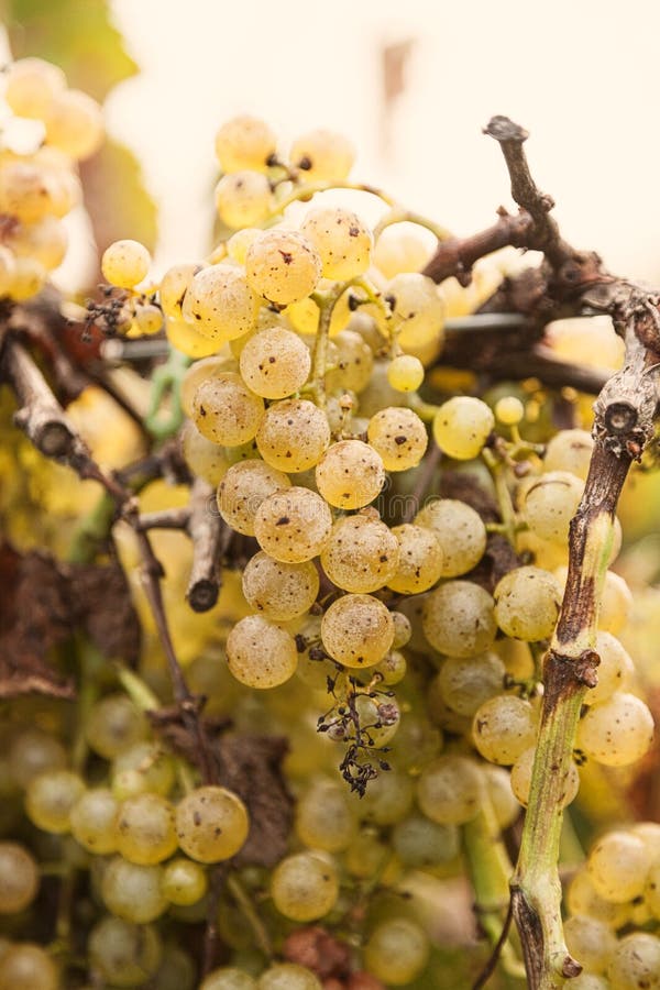 Autumn Grapes stock image. Image of juice, plant, autumn - 1374171