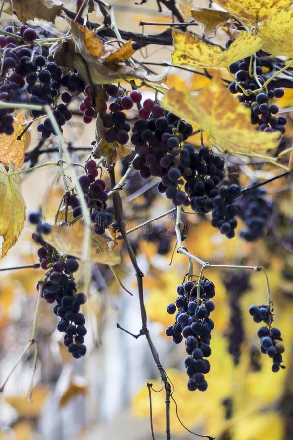 Autumn Grapes stock photo. Image of rural, fruity, shady - 1374132