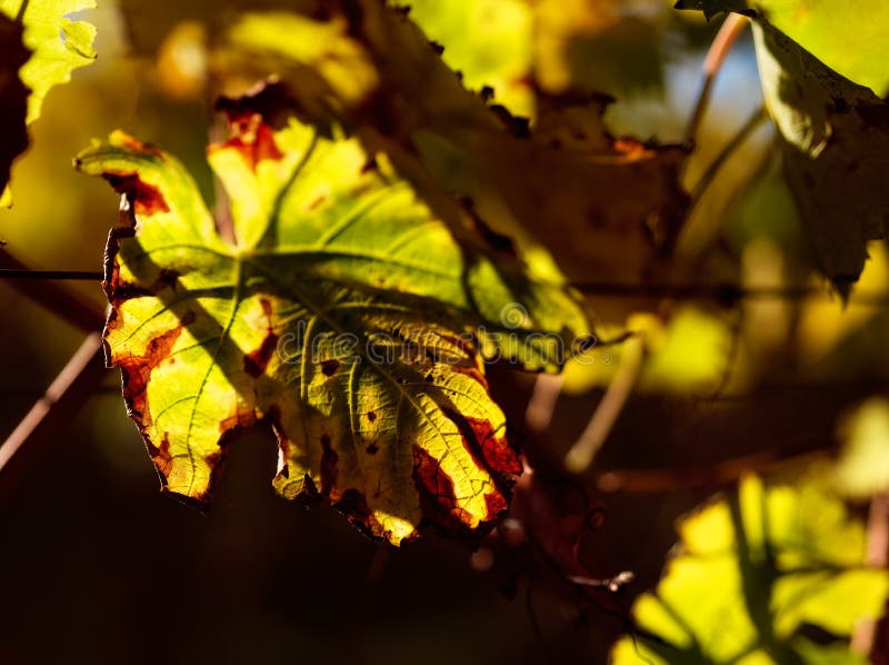 Autumn Grapevine Leaves stock image. Image of agriculture - 224182381