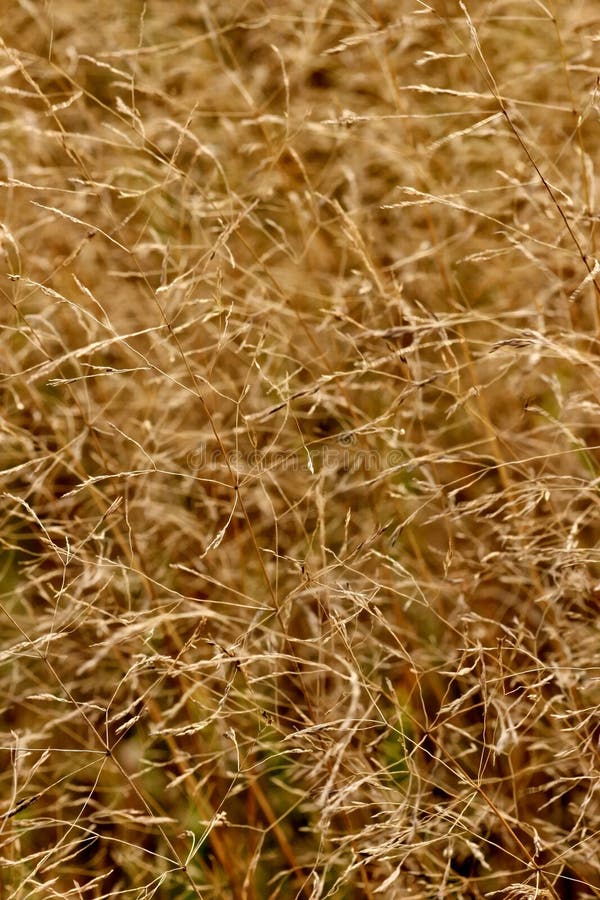 590+ Autumn grass texture Free Stock Photos - StockFreeImages